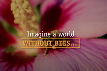 World Bee Day 20th May - Limerick Diocese